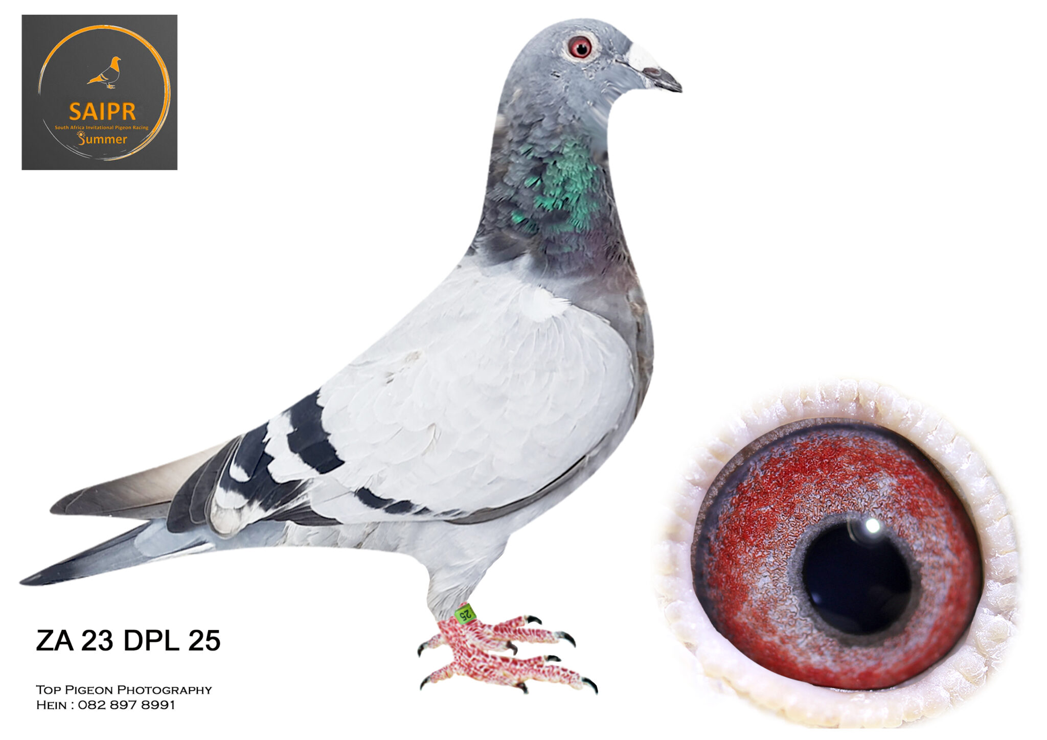 .LOT 1 SAIPR SUMMER OLR AUCTION 1 -ZA 23 DPL 25 – DIEPLAAGTE/STERKFONTEIN – 4TH GRAND AVERAGE ...