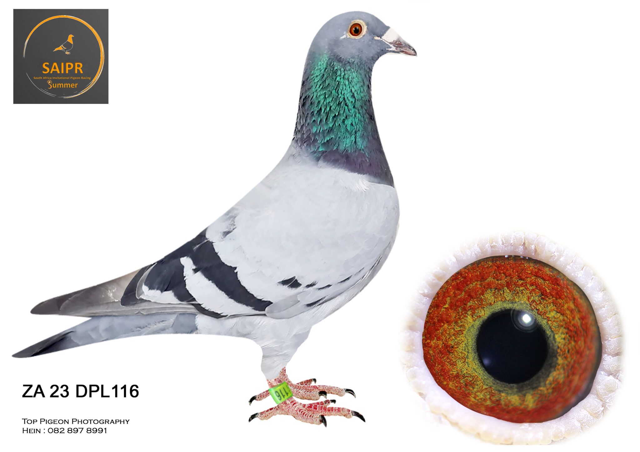 LOT 28 VIP SUNDAY –ZA 23 DPL 116 – DIESEL POWER LOFTS——SIRE: 2423 NFS 21 ZA. PURE BRED RIK COOLS ...