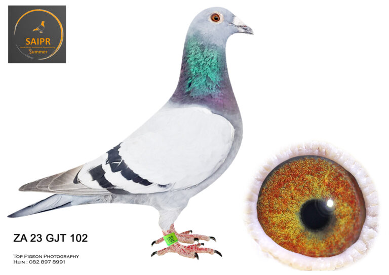 .LOT 2 R500 BARGAIN BOX -ZA 23 GJT 102 – 23RD HOTSPOT 2 SAIPR SUMMER 2024 – NO PEDIGREE!!!