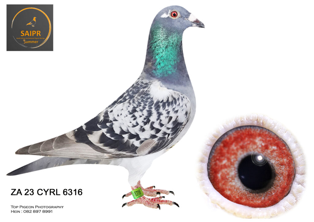 LOT 10 SAIPR SUMMER OLR AUCTION 2 -ZA 23 CYRL 6316 – TOPPIGEON/COENIE HATTING – BRED BY BENEKE ...