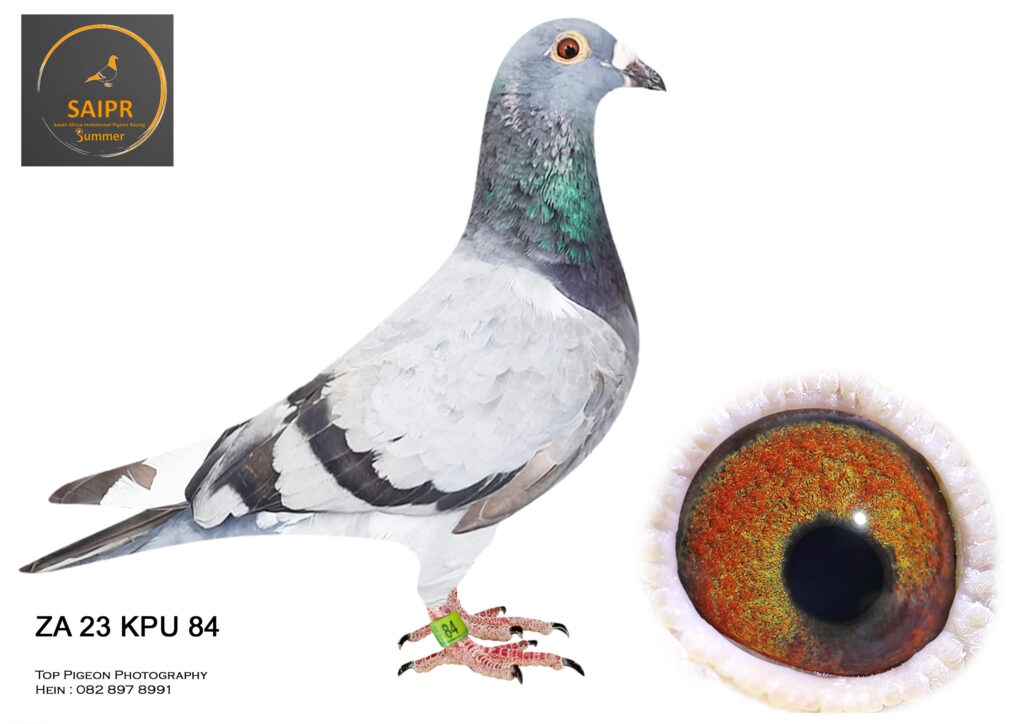 LOT 41 SAIPR SUMMER OLR AUCTION 1 -ZA 23 KPU 84 “VIKING” – IGNIS FIRE – 17TH FINAL RACE , 5TH ...