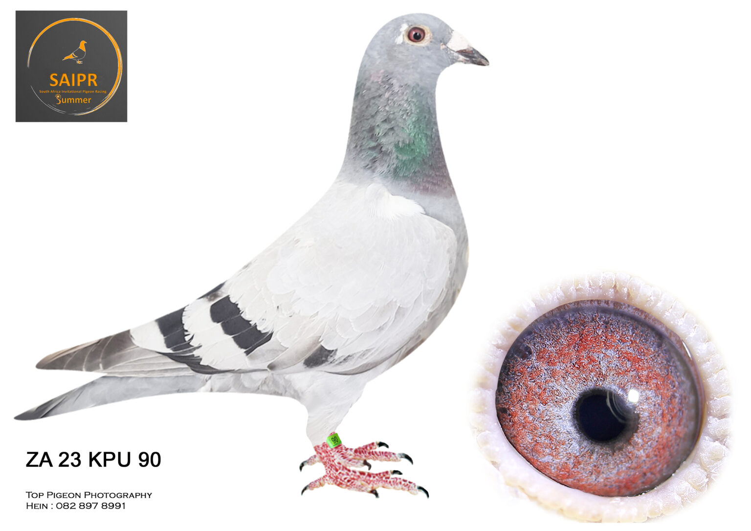 LOT 39 SAIPR SUMMER OLR AUCTION 1 -ZA 23 KPU 90 – IGNIS FIRE ———-SIRE:11320 ZA 17 GPU. KAASBOER ...