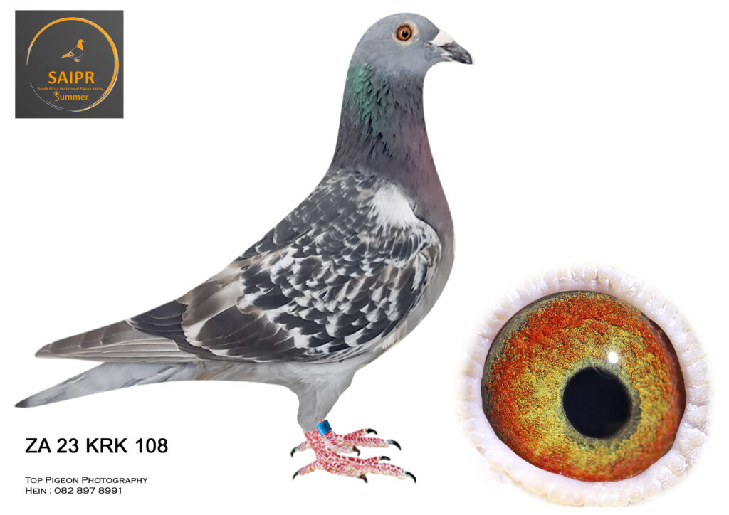 LOT 26 SAIPR SUMMER OLR AUCTION 2 -ZA 23 KRK 108 – KLERKSDORP RACERS