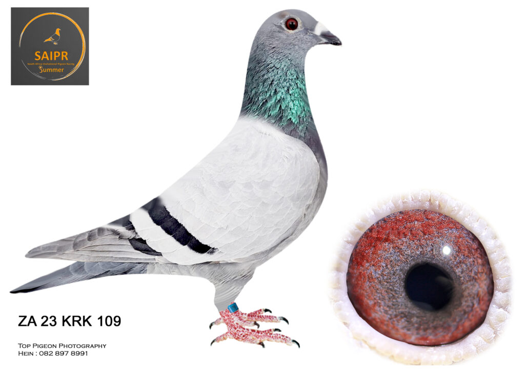 LOT 17 R500 BARGAIN BOX –ZA 23 KRK 109 – BRED BY KLERKSDORP RACERS – 36TH FINAL SAIPR SUMMER ...