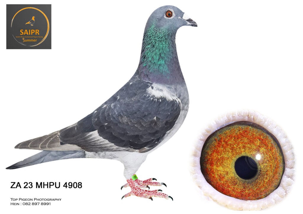 LOT 23 R500 BARGAIN BOX –ZA 23 MPHU 4908 – BRED BY HILLSIDE LOFTS B – RACED AT SAIPR SUMMER 2024