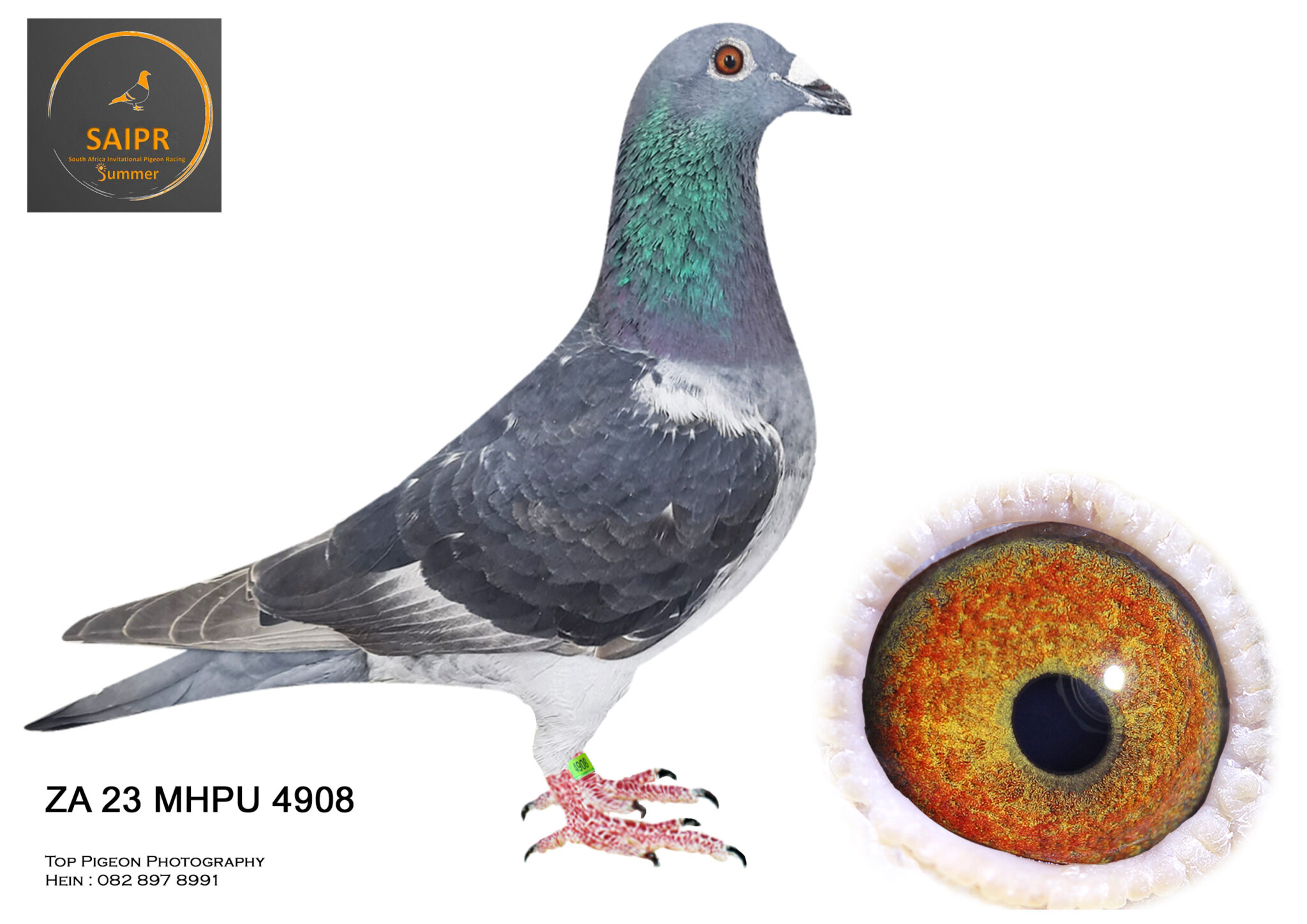 LOT 23 R500 BARGAIN BOX –ZA 23 MPHU 4908 – BRED BY HILLSIDE LOFTS B – RACED AT SAIPR SUMMER 2024