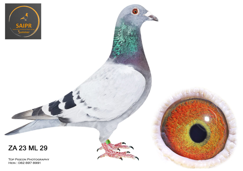 LOT 11 R500 BARGAIN BOX –ZA 23 ML 29 – BRED BY MARAIS LOFTS – 10TH HOTSPOT ACE PIGEON SAIPR ...