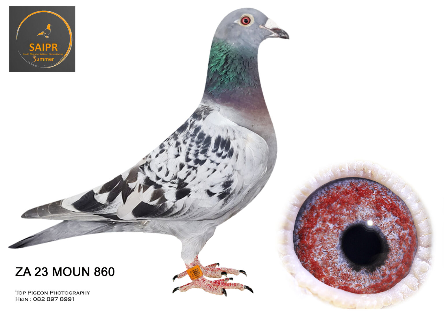 .LOT 2 SAIPR SUMMER OLR AUCTION 2 -ZA 23 MOUN 860 – JAGGA/LUBBE – 4TH FINAL RACE WINNING R70 000 ...