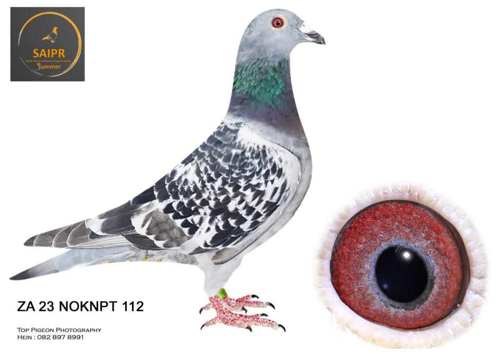 LOT 20 R500 BARGAIN BOX -ZA 23 NOK NPT 112 – – BRED BY BASIE LODEWYK—RACED AT SAIPR SUMMER 2024 ...