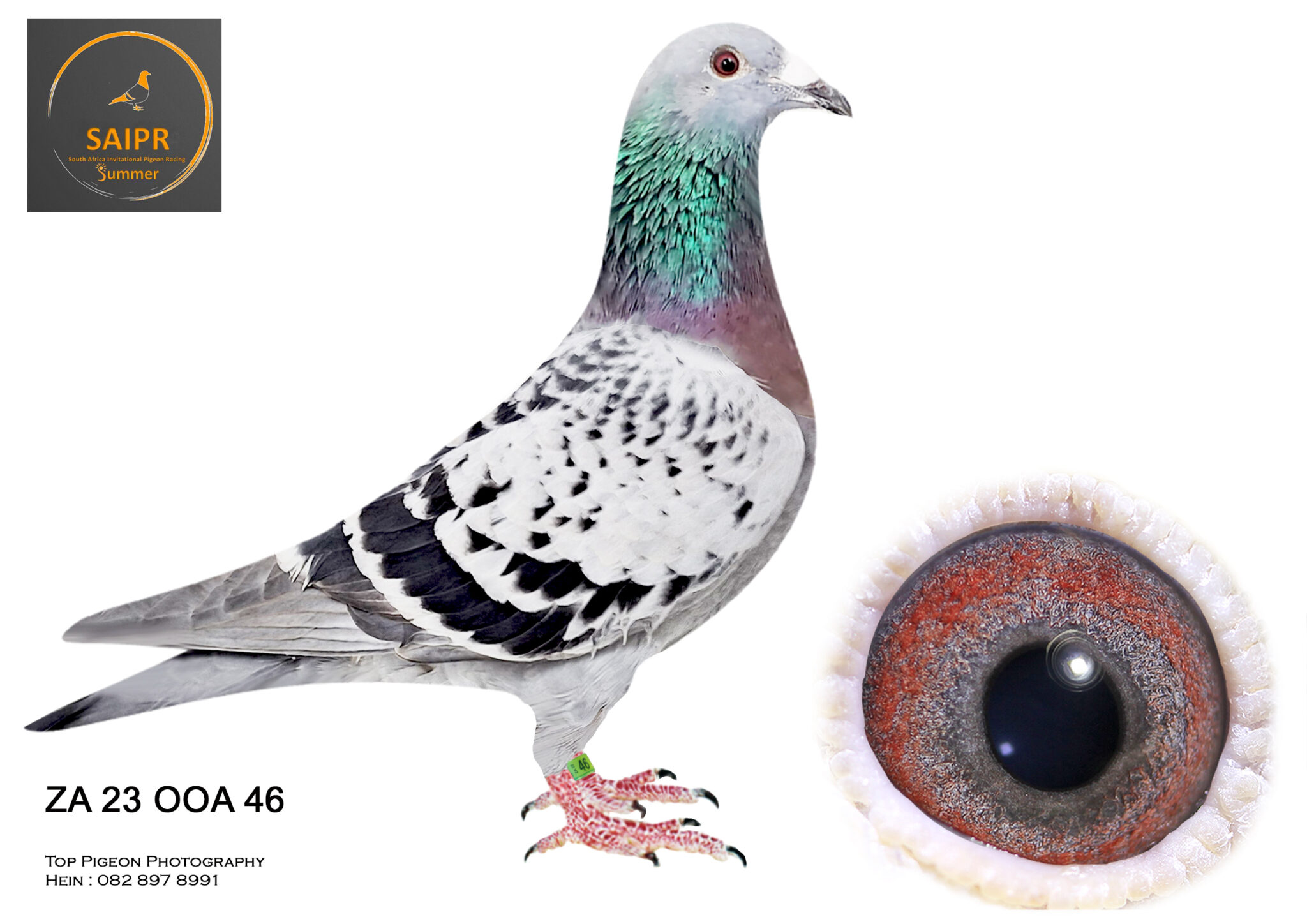 LOT 70 SAIPR SUMMER OLR AUCTION 2 -ZA 23 OOA 46 – OOA & RVVA – SIRE:ZA 19 OOA 157 . TOM LOCK ...