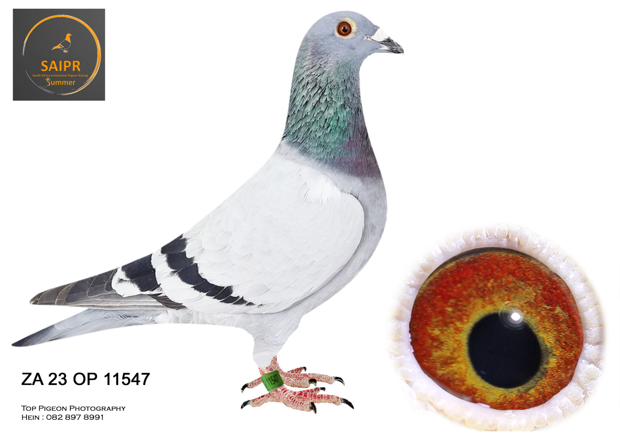 .LOT 1 SAIPR SUMMER OLR AUCTION 2 -ZA 23 OP 11547 – RIAAN STRYDOM – HOTSPOT AVERAGE WINNER ...