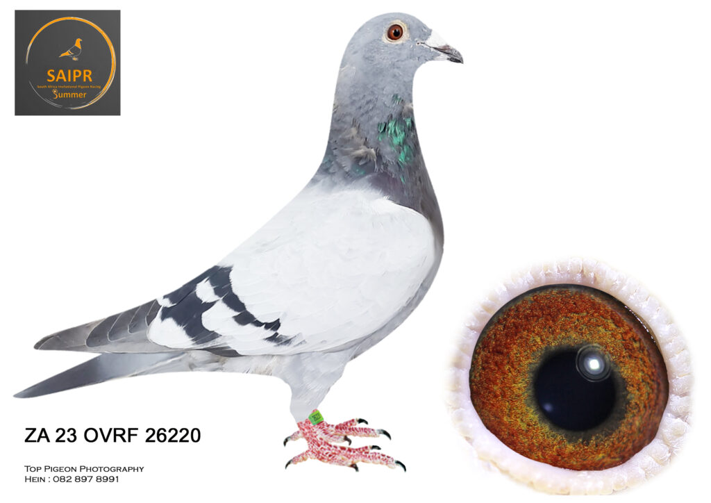 .LOT 8 R500 BARGAIN BOX -ZA 23 OVRF 26220 -BRED BY MAGETZANE —-RACED AT SAIPR SUMMER 2024—- SIRE ...