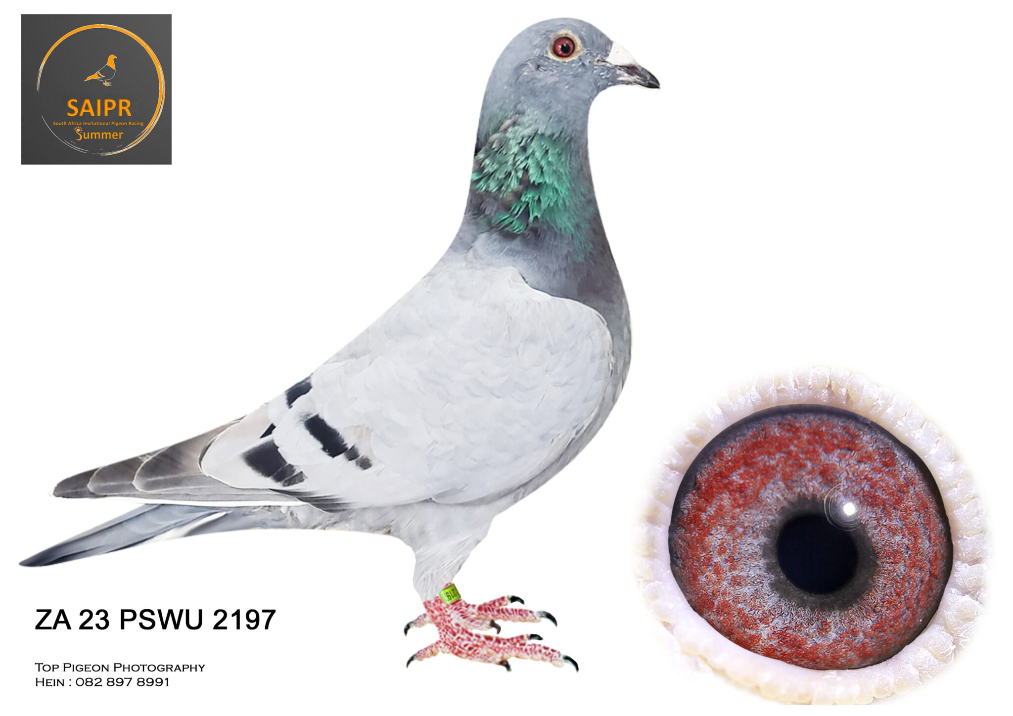 z.LOT 31 SAIPR SUMMER OLR AUCTION 1 -ZA 23 PSWU 2197 – DOUBLE J RACERS ...