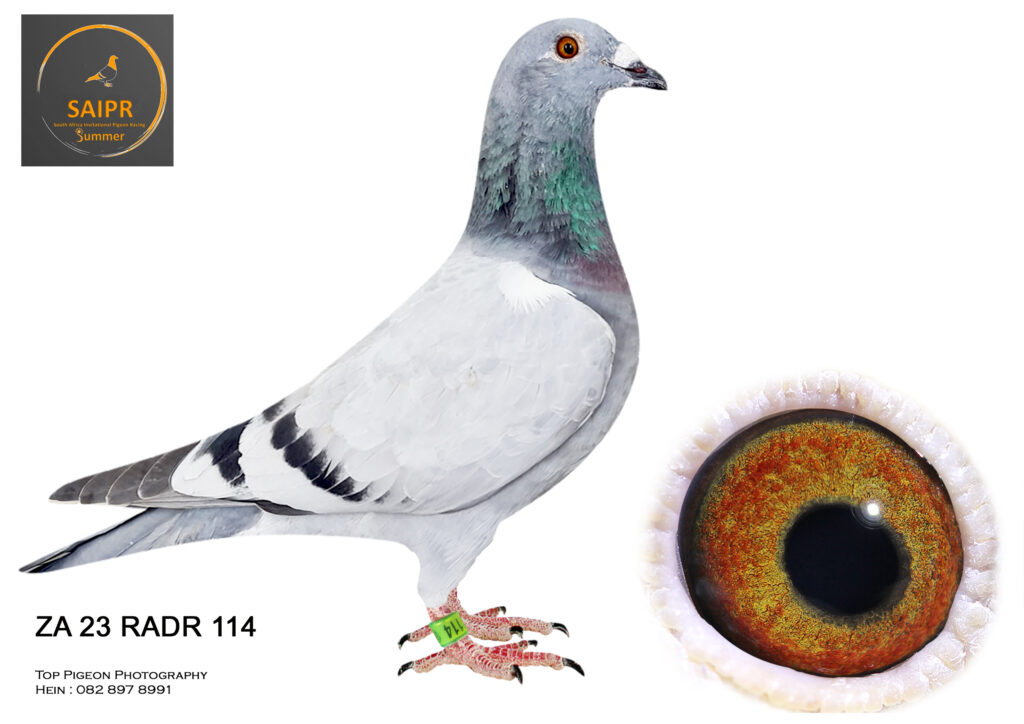 .LOT 2 SAIPR SUMMER OLR AUCTION 2 -ZA 23 MOUN 860 – JAGGA/LUBBE – 4TH FINAL RACE WINNING R70 000 ...