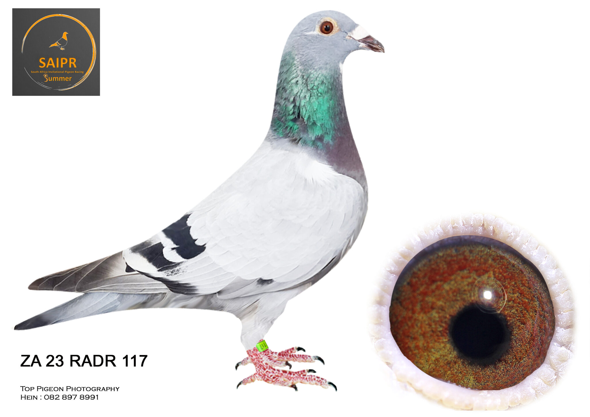 .LOT 6 SAIPR SUMMER OLR AUCTION 2 -ZA 23 RADR 117 – RADFORD & VISSER – 2ND GRAND AVERAGE , 5TH ...