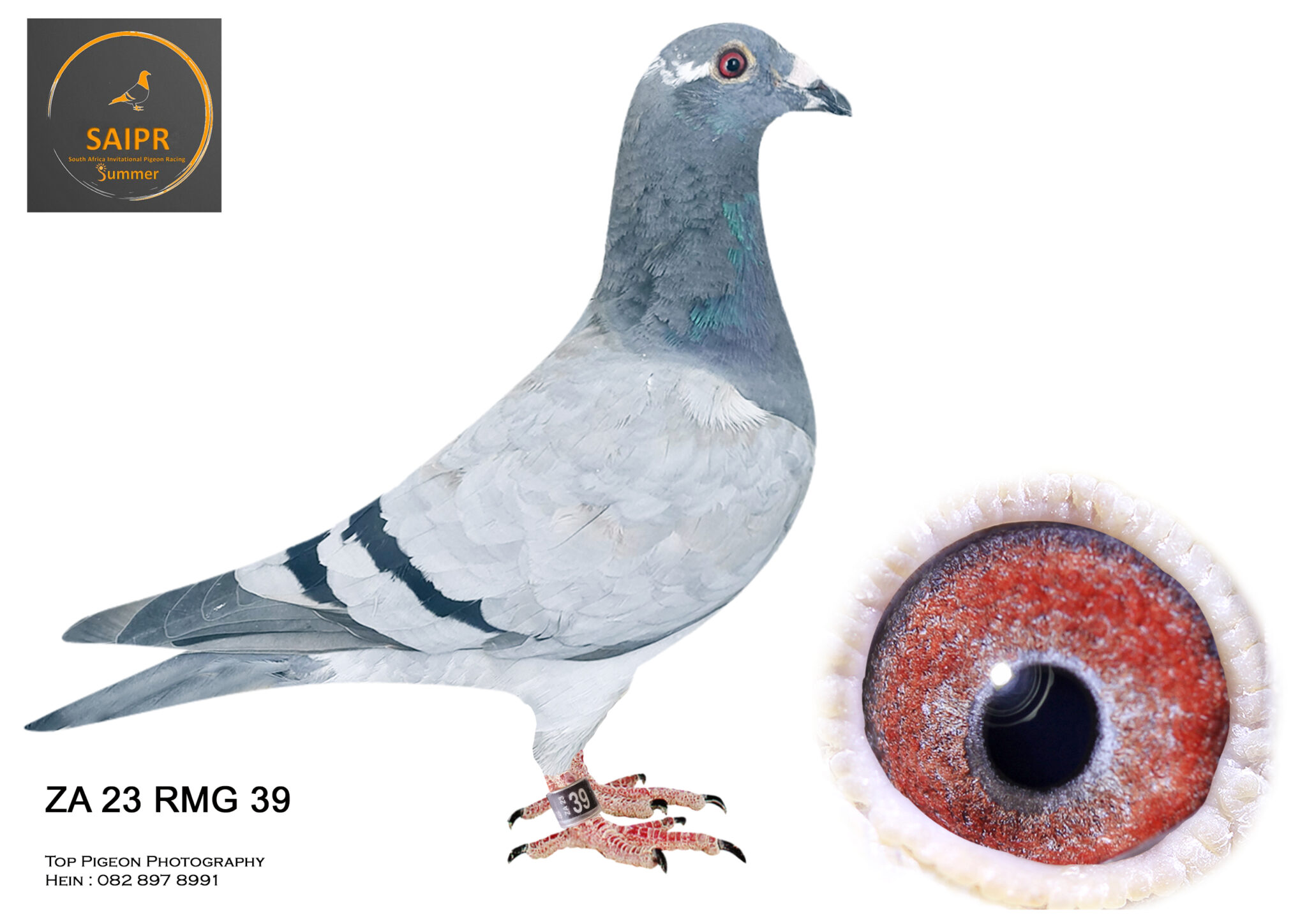 .LOT 6 SAIPR SUMMER OLR AUCTION 1 -ZA 23 RMG 39 – RMG RACING – SIRE ...