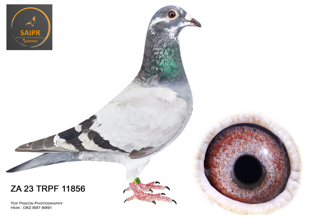 Z..LOT B SAIPR SUMMER OLR AUCTION 2 -ZA 23 TRPF 11856 – WELGEDAAN LOFTS——SIRE:ZA KPF B 2176 21 ...