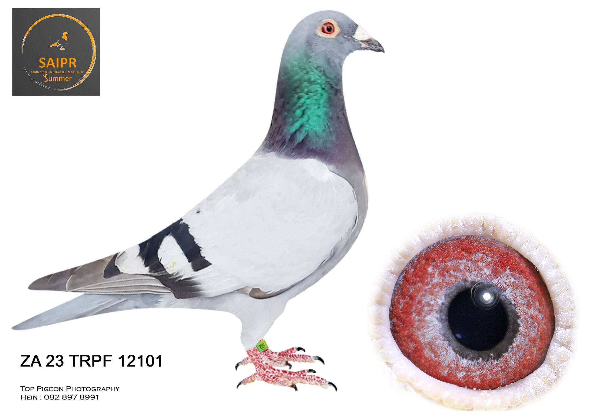 LOT 51 SAIPR SUMMER OLR AUCTION 2 -ZA 23 TRPF 12101 – MCDERMOTT & JORDT – BRED BY MCDERMOTT ...