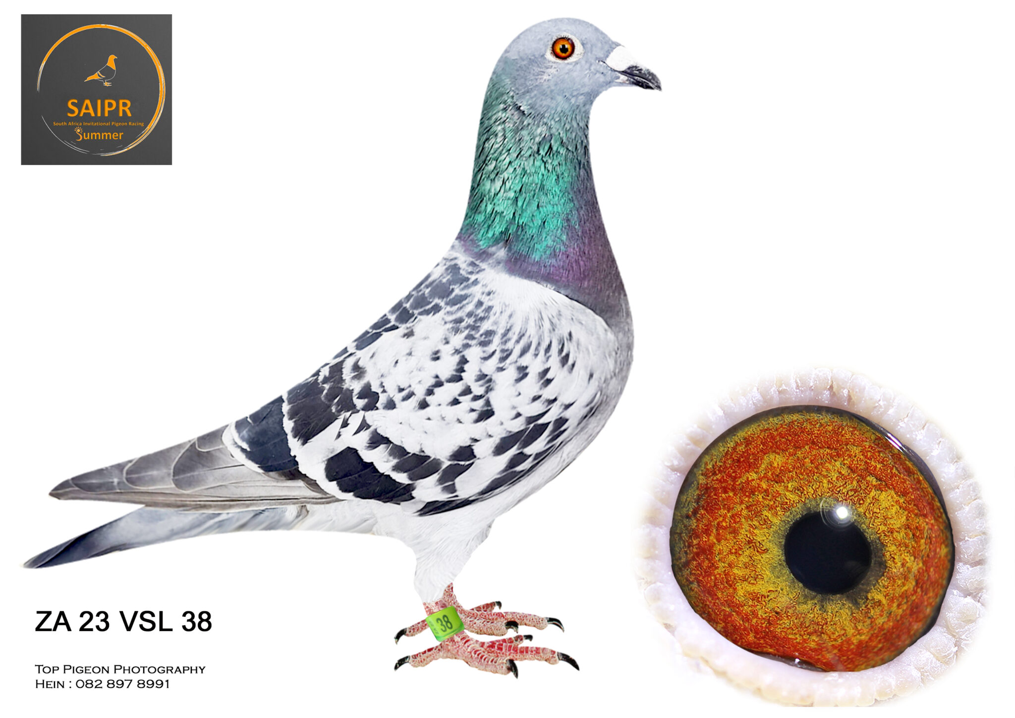 LOT 18 SAIPR SUMMER OLR AUCTION 2 -ZA 23 VSL 38 – VAN SCHOOR LOFTS – 3RD HOTSPOT ACE BIRD , 7TH ...