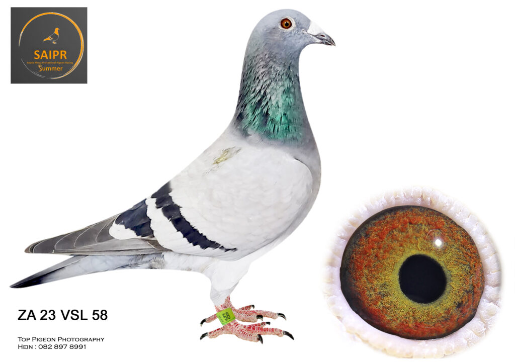 .LOT 7 SAIPR SUMMER OLR AUCTION 1 -ZA 23 VSL 58 – VAN SCHOOR LOFTS ...