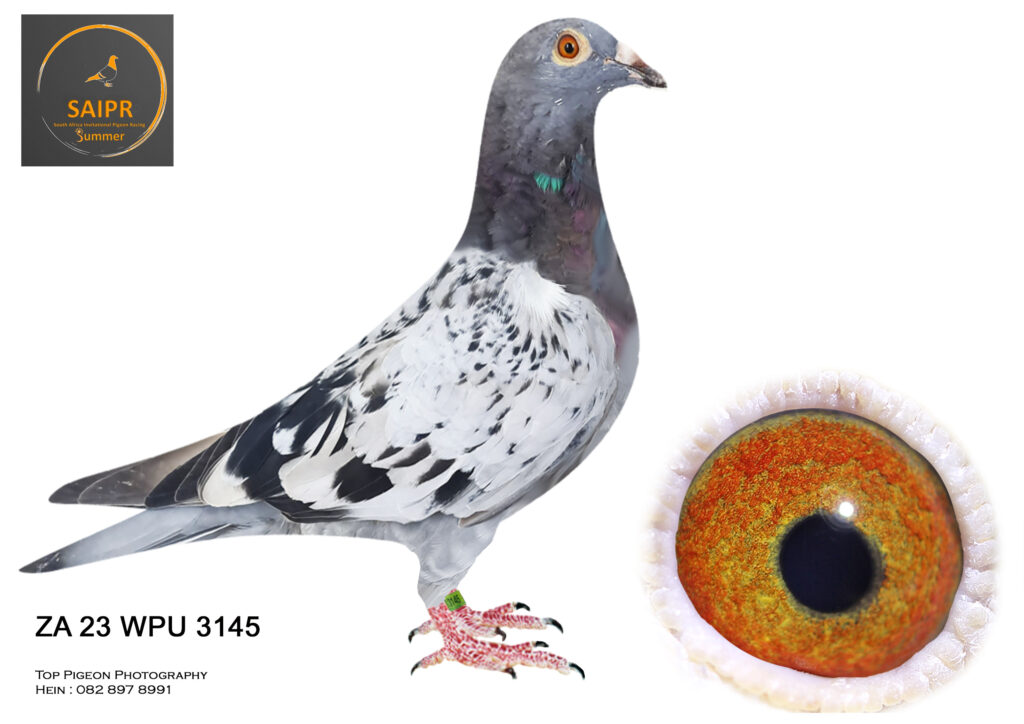 LOT 57 SAIPR SUMMER OLR AUCTION 2 -ZA 23 WPU 3145 – AC BOTHMA