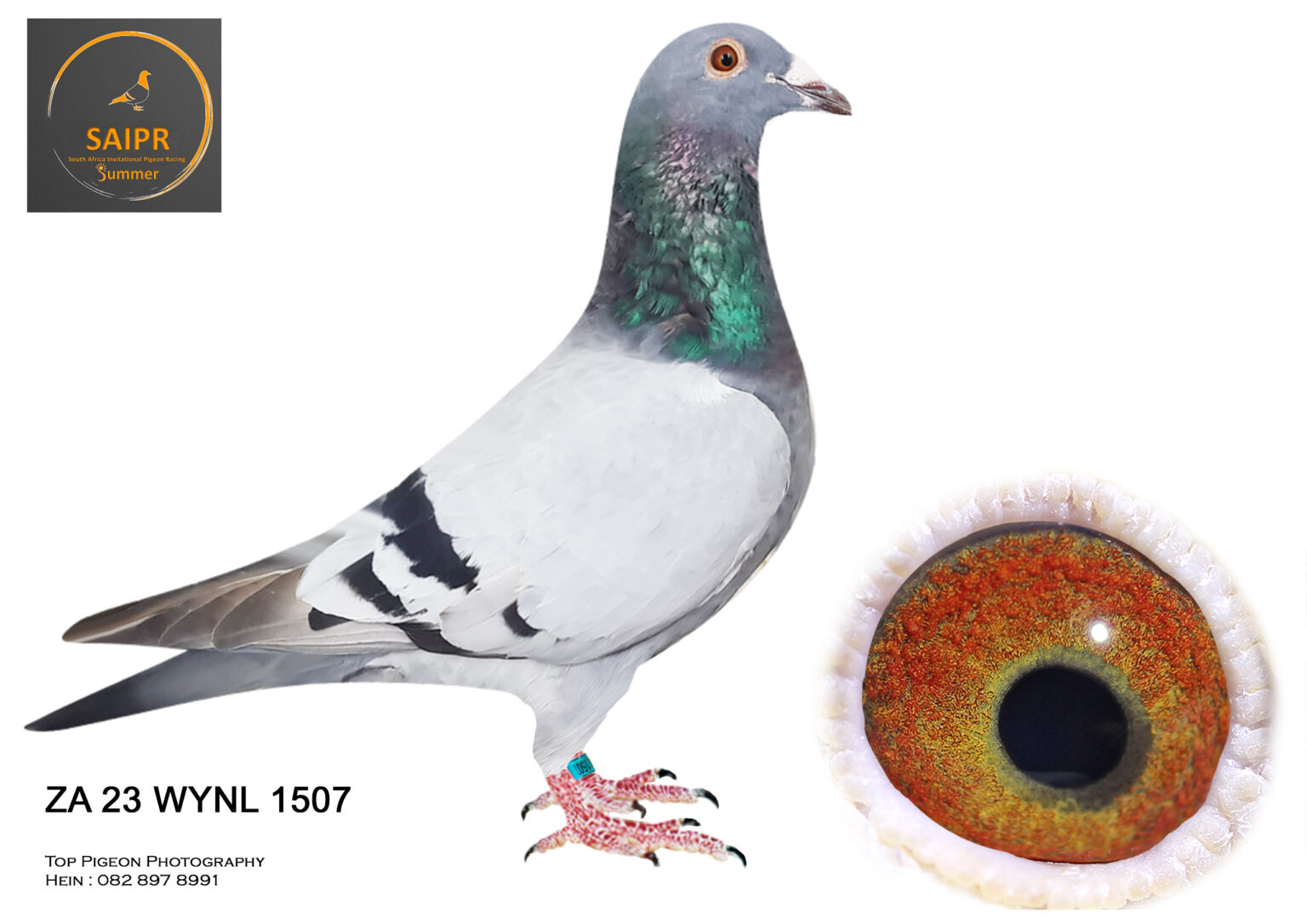 LOT 15 SAIPR SUMMER OLR AUCTION 2 -ZA 23 WYNL 1507 – PIETER JOUBERT – BRED BY OU SKUUR HOKKE ...