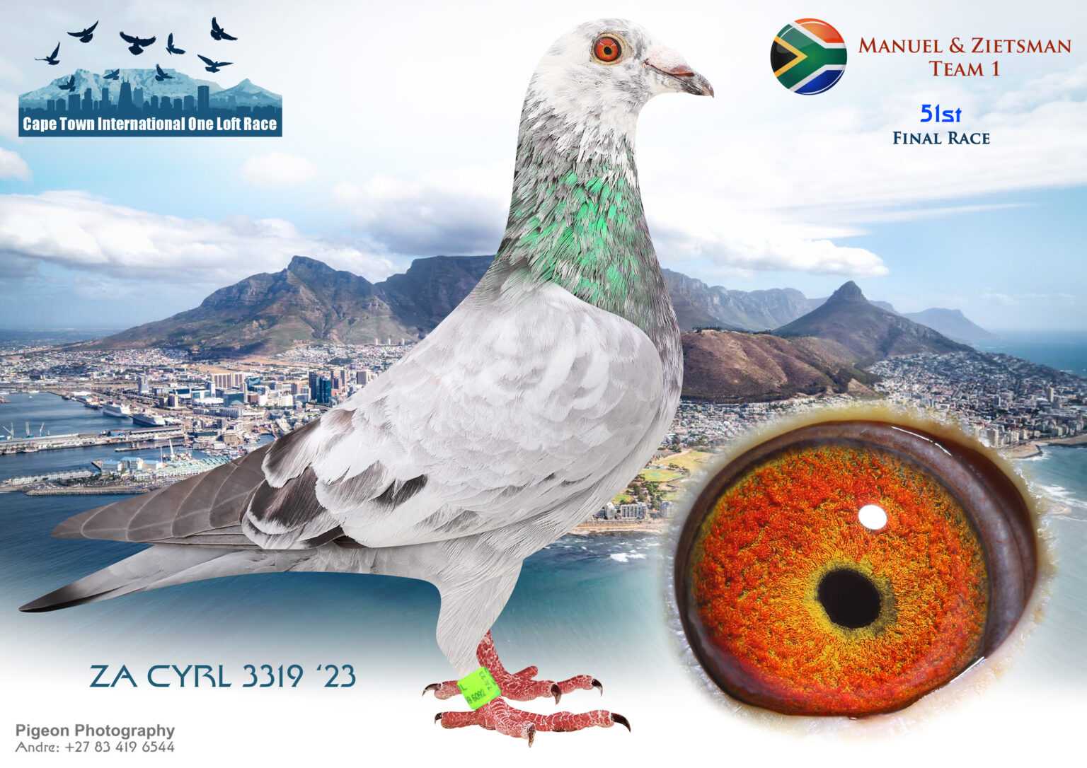 LOT 51 CAPETOWN INTERNATIONAL OLR AUCTION 2 – ZA 23 CYRL 3319 – MANUAL & ZIETSMAN ———SIRE:11971 ...