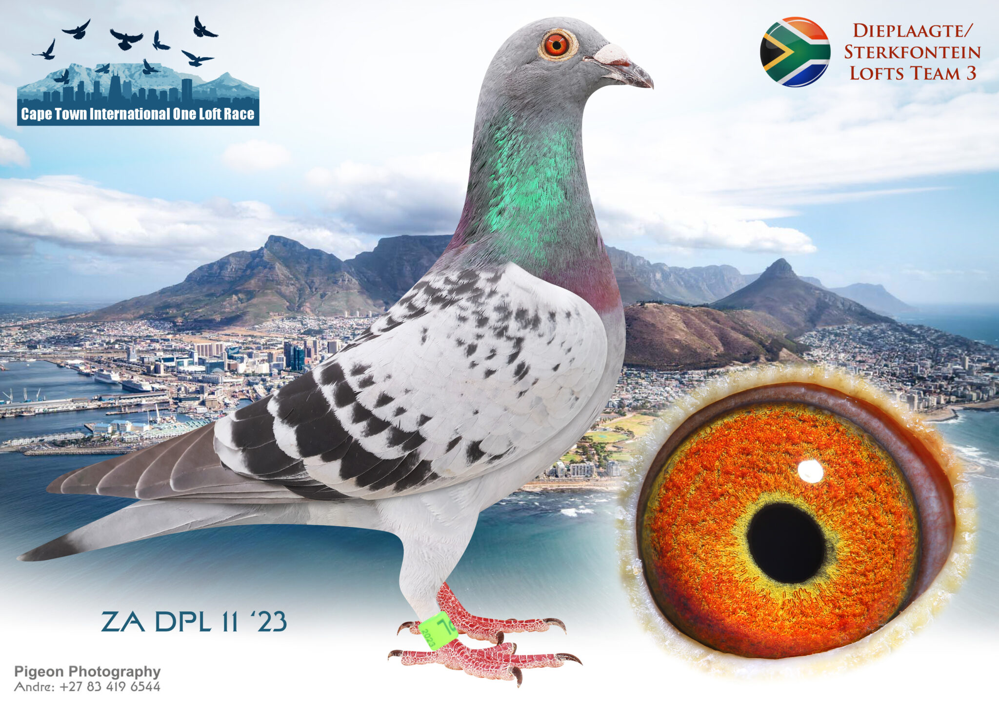 Z..LOT 100 CAPETOWN INTERNATIONAL OLR AUCTION 1 -ZA 23 DPL 11 – DIEPLAAGTE / STERKFONTEIN ...