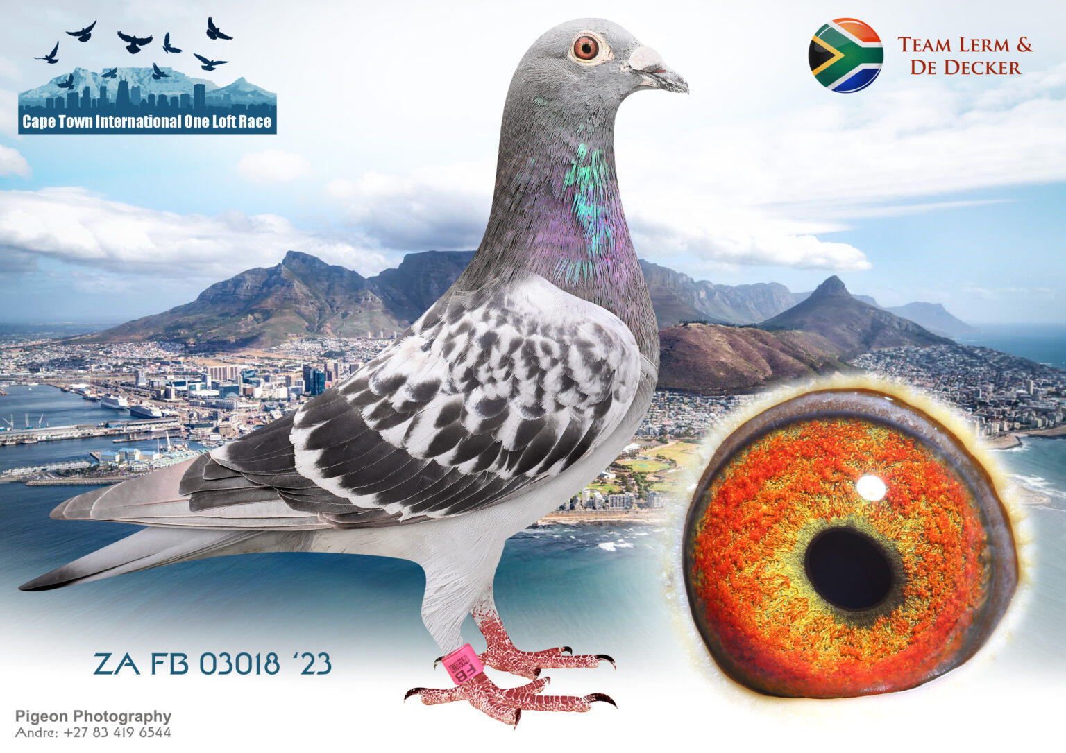 .LOT 4 CAPETOWN INTERNATIONAL OLR AUCTION 3 -ZA 23 FB 03018 – PIET LERM – Sire:ZA 19 NBD 2256 ...