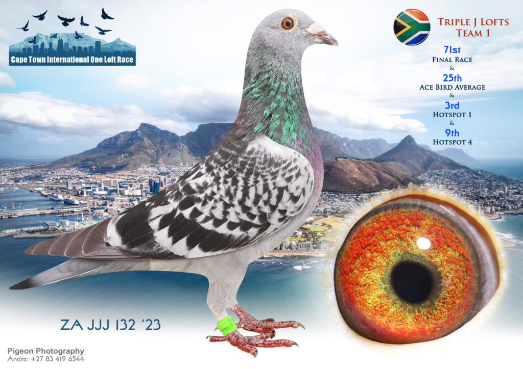 LOT 71 CAPETOWN INTERNATIONAL OLR AUCTION 2 -ZA 23 JJJ 132 – TRIPLE J LOFTS——–SIRE:‘GHOST II’ ZA ...