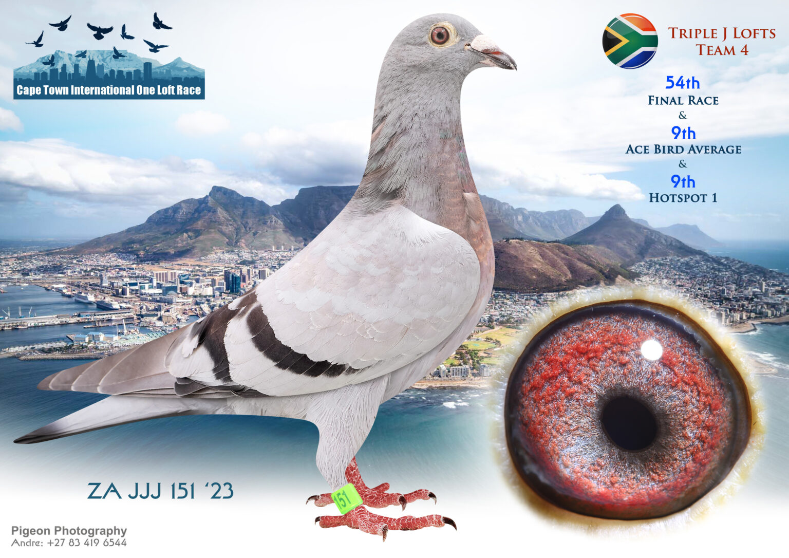 LOT 54 CAPETOWN INTERNATIONAL OLR AUCTION 2 -ZA 23 JJJ 151 – TRIPLE J LOFTS – SIRE:‘TITANIUM’ ZA ...