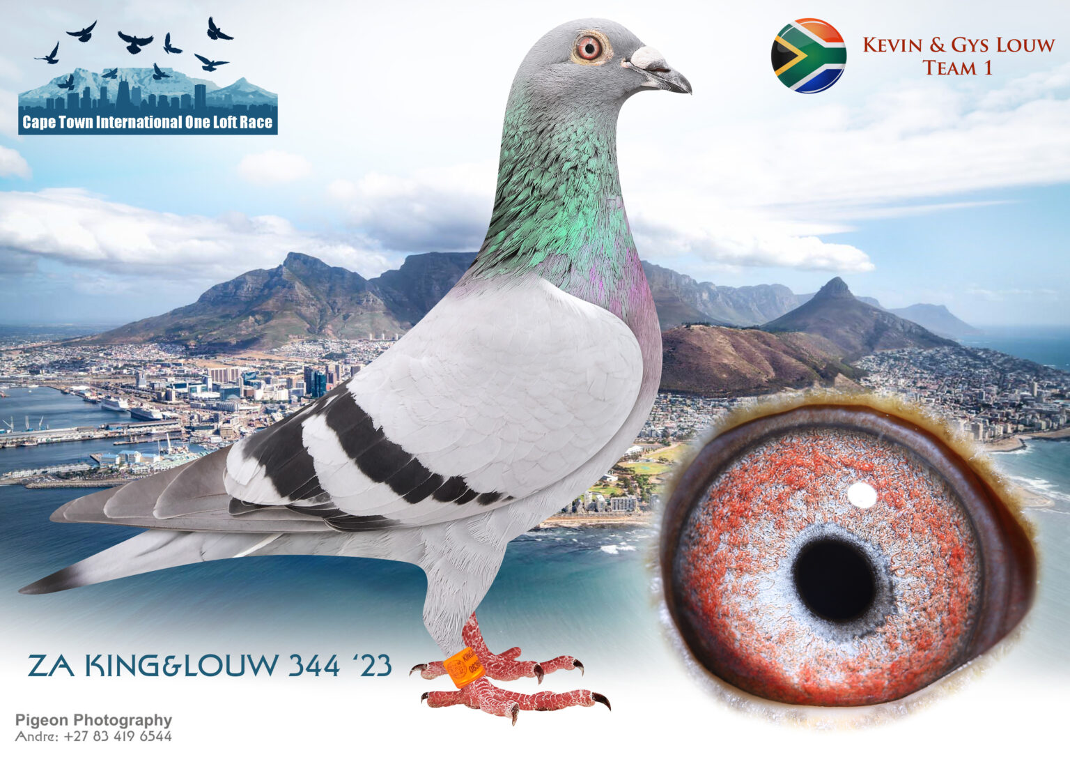 z..LOT 111 CAPETOWN INTERNATIONAL OLR AUCTION 2 -ZA 23 KGL 344 – GYS LOUW – BRED BY PIGEON ...