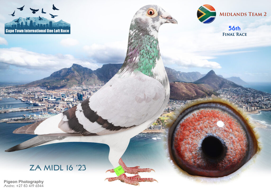 LOT 56 CAPETOWN INTERNATIONAL OLR AUCTION 2 -ZA 23 MIDL 16 – MIDLANDS———SIRE:21 JJJ 279. TRIPLE ...
