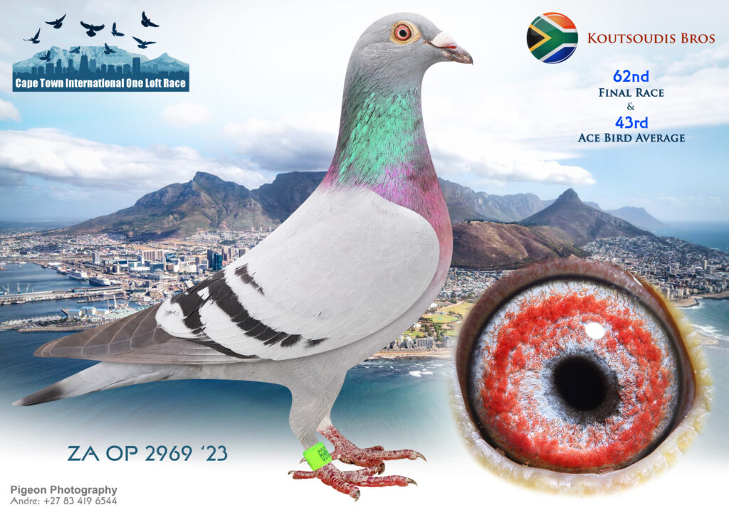 LOT 62 CAPETOWN INTERNATIONAL OLR AUCTION 1 -ZA 23 OP 2969 – KOUTSOUDIS BROS——SIRE:ZA 18 OP 4225 ...