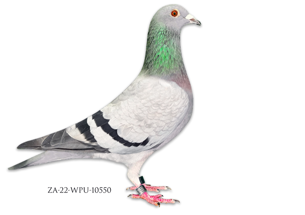 LOT 10 WACKY WEDNESDAY – ZA 22 WPU 10550 -SIRE:WPU 18 2821 BB COCK. THIS COCK’S SIRE IS BRED ...