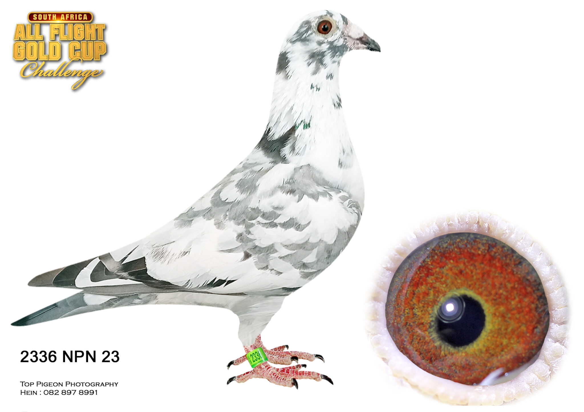 LOT 21 VIP SUNDAY – ZA 23 NPN 2336 – BRED BY PENNINGTON LOFTS——SIRE: 3 ZA 21 DPL. Alias “Germios ...