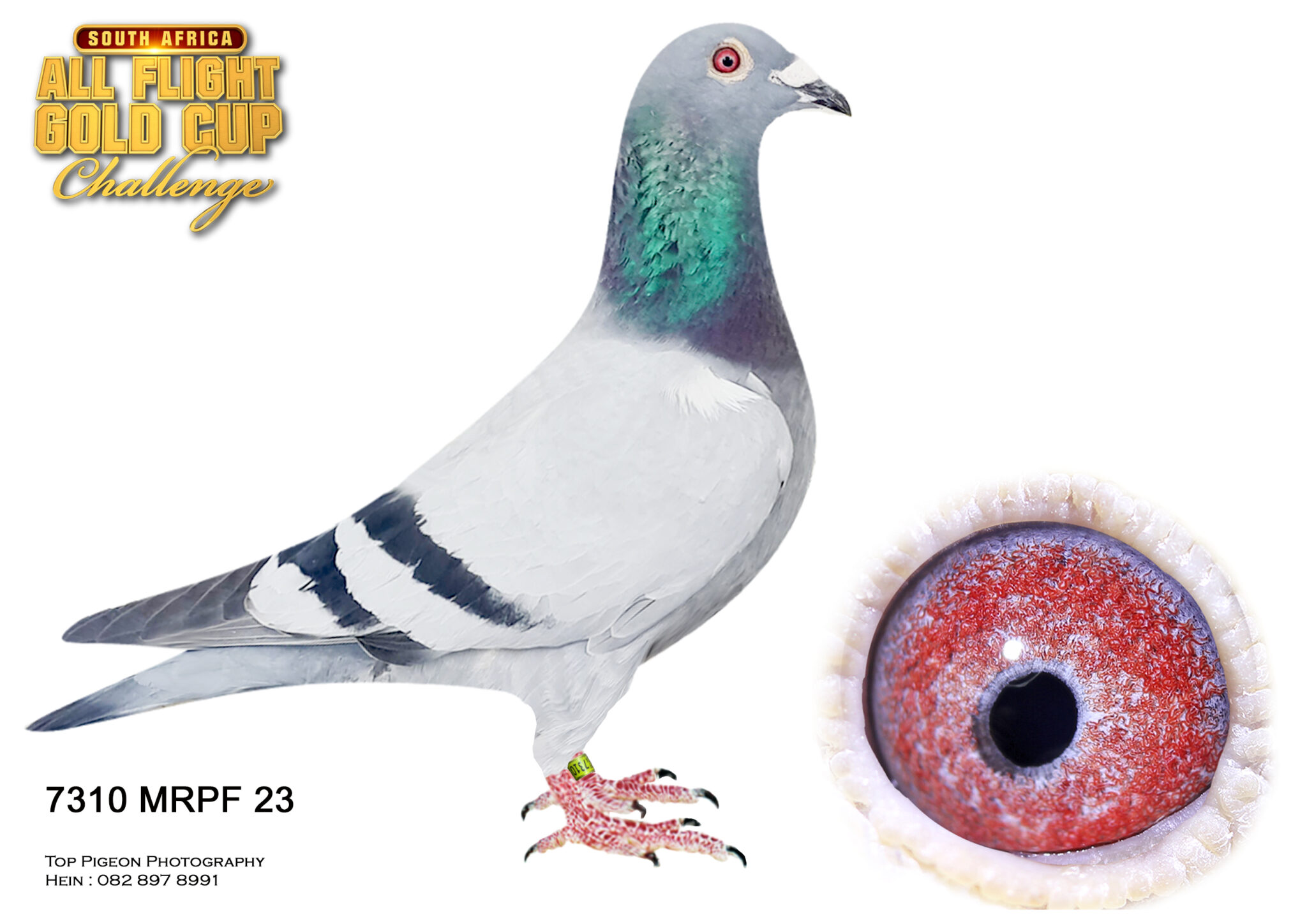 LOT 51 CARNIVAL LOFTS OLR SUMMER AUCTION 2 -JASON BROWN – 7310 MRPF 23———-SIRE: 50 AU 17 AFL ...