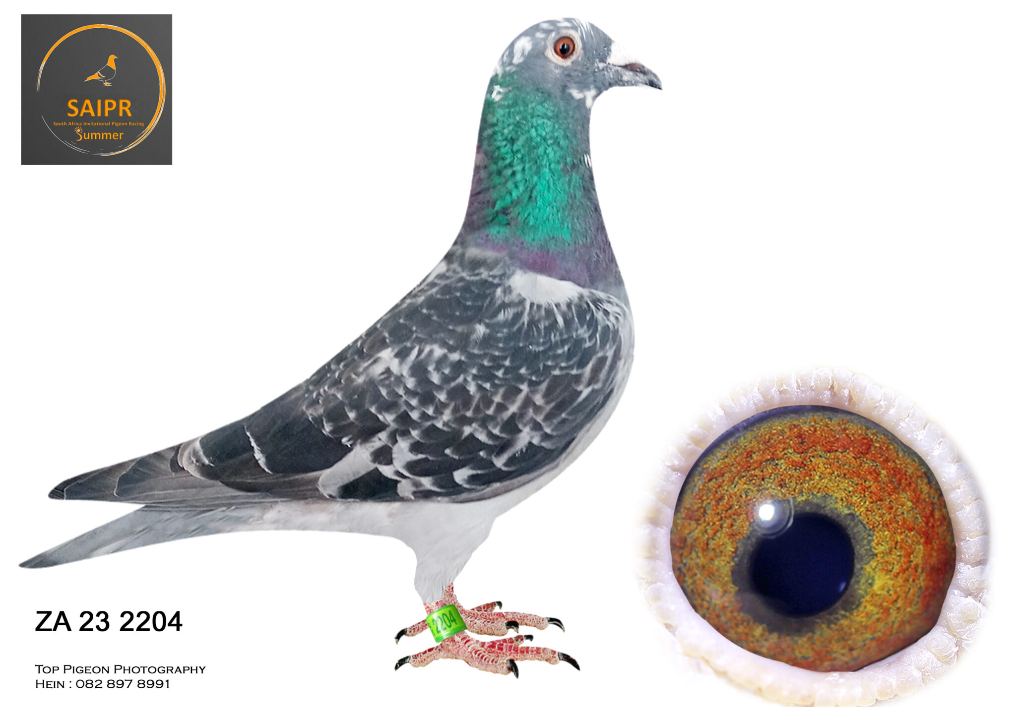 LOT 25 R500 BARGAIN BOX -ZA 23 2204 – BRED BY DANIE SWART – RACED AT SAIPR SUMMER 2024——SIRE ...