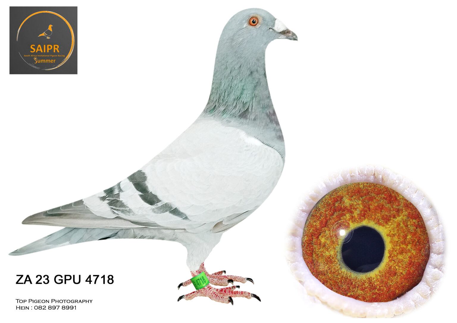 .LOT 4 EARLY MAY -ZA 23 GPU 4718 – BRED BY TNT LOFTS——-SIRE:ZA 21 GPU 7488 . THIS IS A DIRECT ...