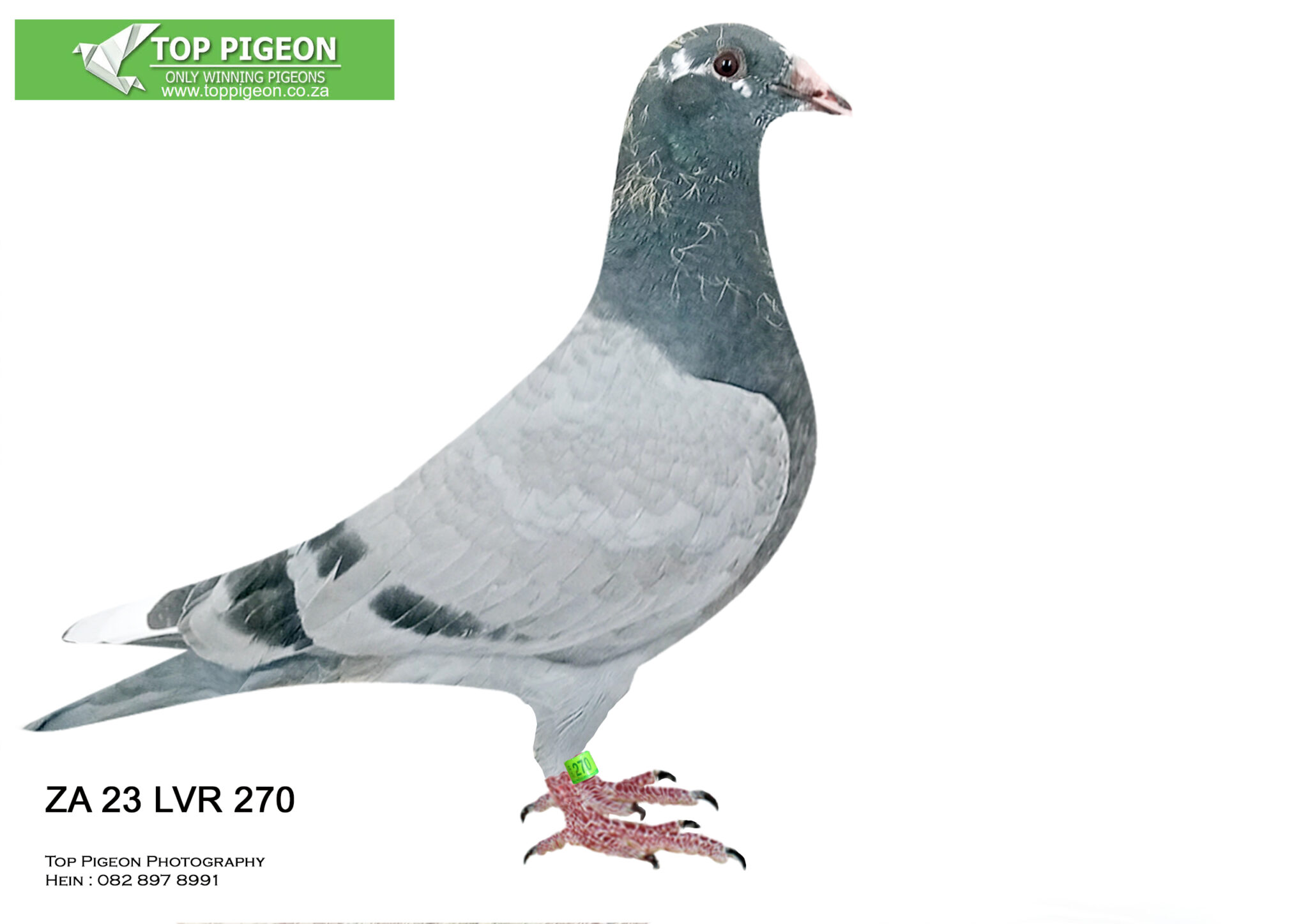 .LOT 7 – MID MARCH AUCTION -ZA 23 LVR 270 – (ONE MONTH OLD BABY)——–SIRE: 8793 ZA 22 VPU .Alias ...