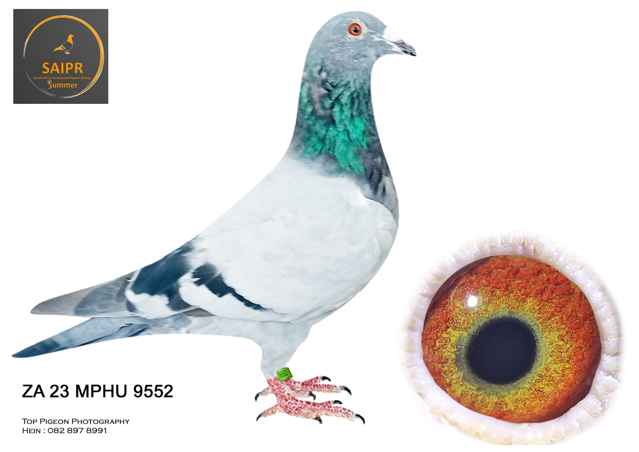 LOT 24 R500 BARGAIN BOX -ZA 23 MPHU 9552 – BRED BY FRIK STANDER—RACED AT SAIPR SUMMER 2024 ...