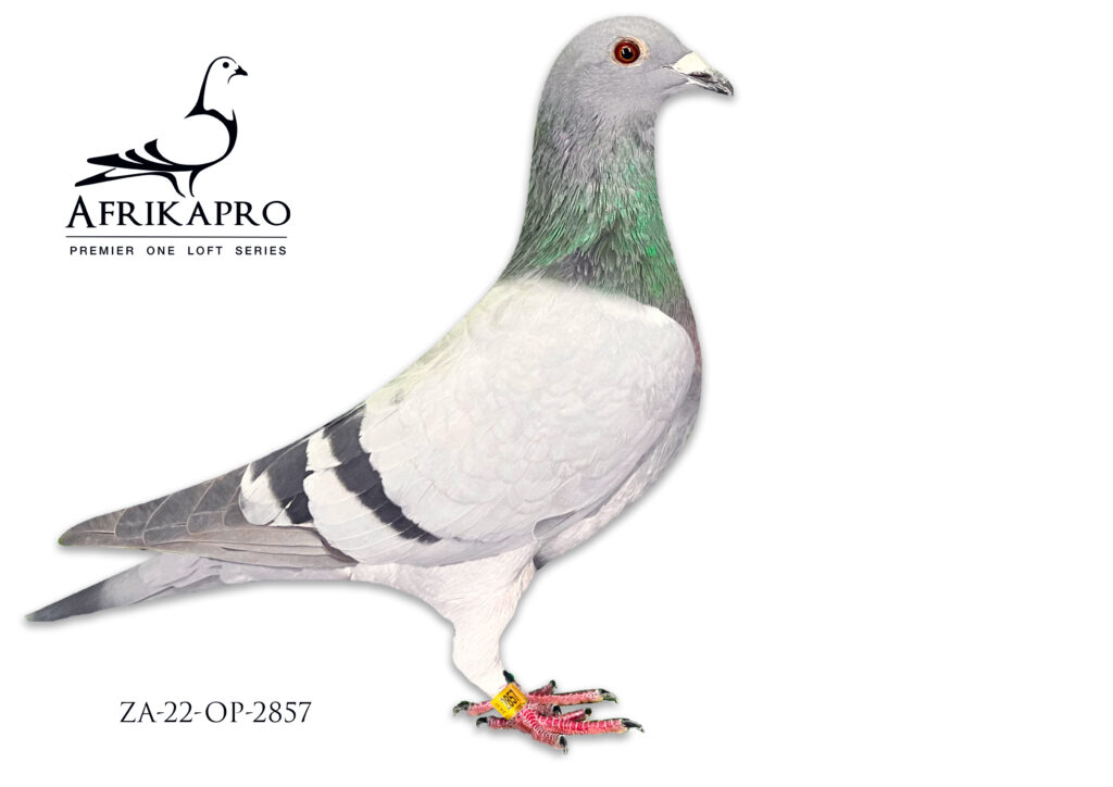 ACTIVE AUCTION – TOP LOCAL AND INTERNATIONAL AUCTION – FROM 02 APRIL TO ...