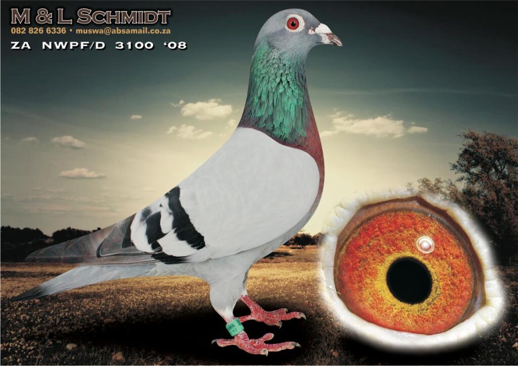 LOT 11 FERDIE COETZER ZA 21 BDUD 1204 —–Ferdie ‘ s Choice !!! . ZA 21 BDUD 1204 is bred of the ...