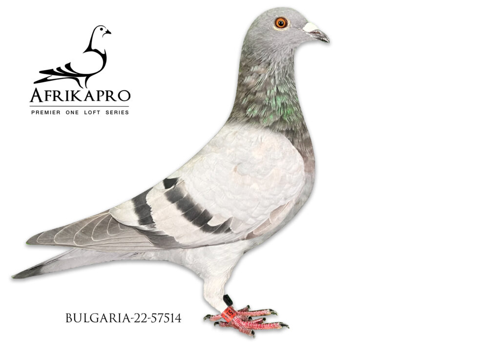 ACTIVE AUCTION – TOP LOCAL AND INTERNATIONAL AUCTION – FROM 02 APRIL TO ...