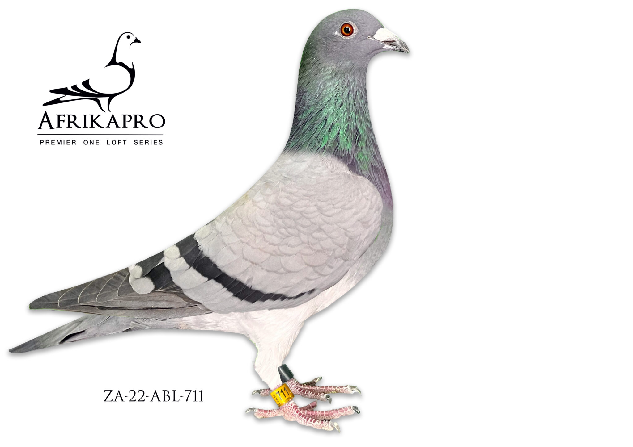 .LOT 6 – ZA 22 ABL 711 BBAR — BRED BY ALWYN BESTER—–SIRE: 1418158 NLD ...