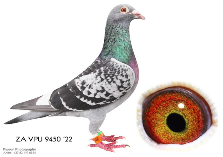 .LOT 3 ANDRE ERASMUS -ZA 18 VPU 1316 BBWF C – OUR GOLDEN THREAD 08816 R80 000 TOM LOCK SUPER ...