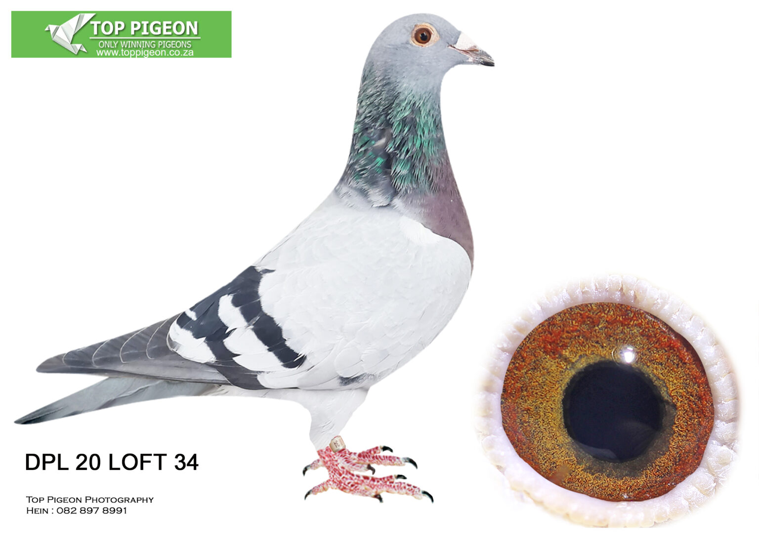 .LOT 2 WITPEN HOKKE ZA 20 DPL LOFT 34 —-SIRE:DPLS 20 LOFTS 6 .He is bred from “Mix Man” full ...