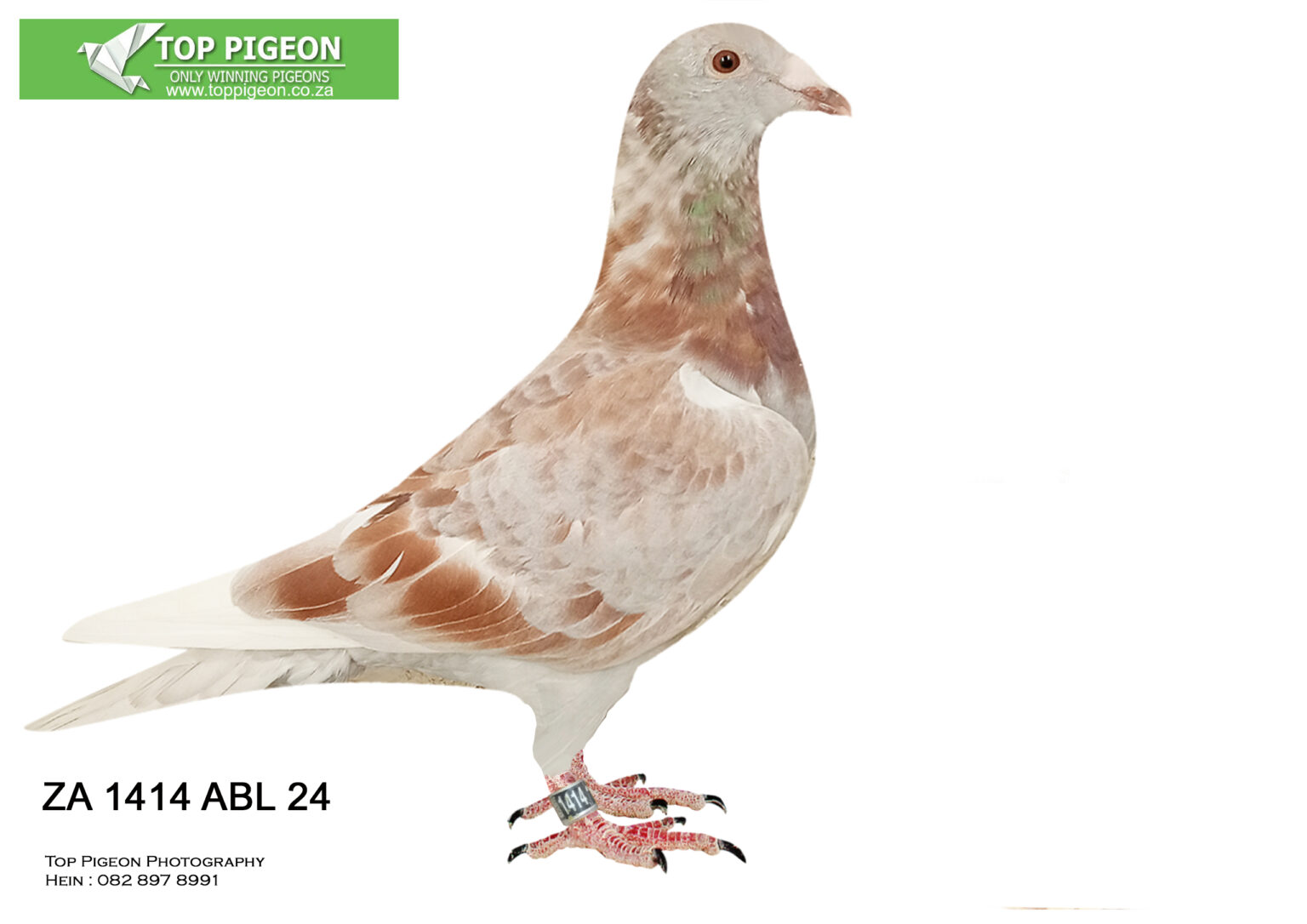 .LOT 2 – ALWYN BESTER – ZA 24 ABL 1414 RED—-Half brother and sister mating back to BANKSY ...