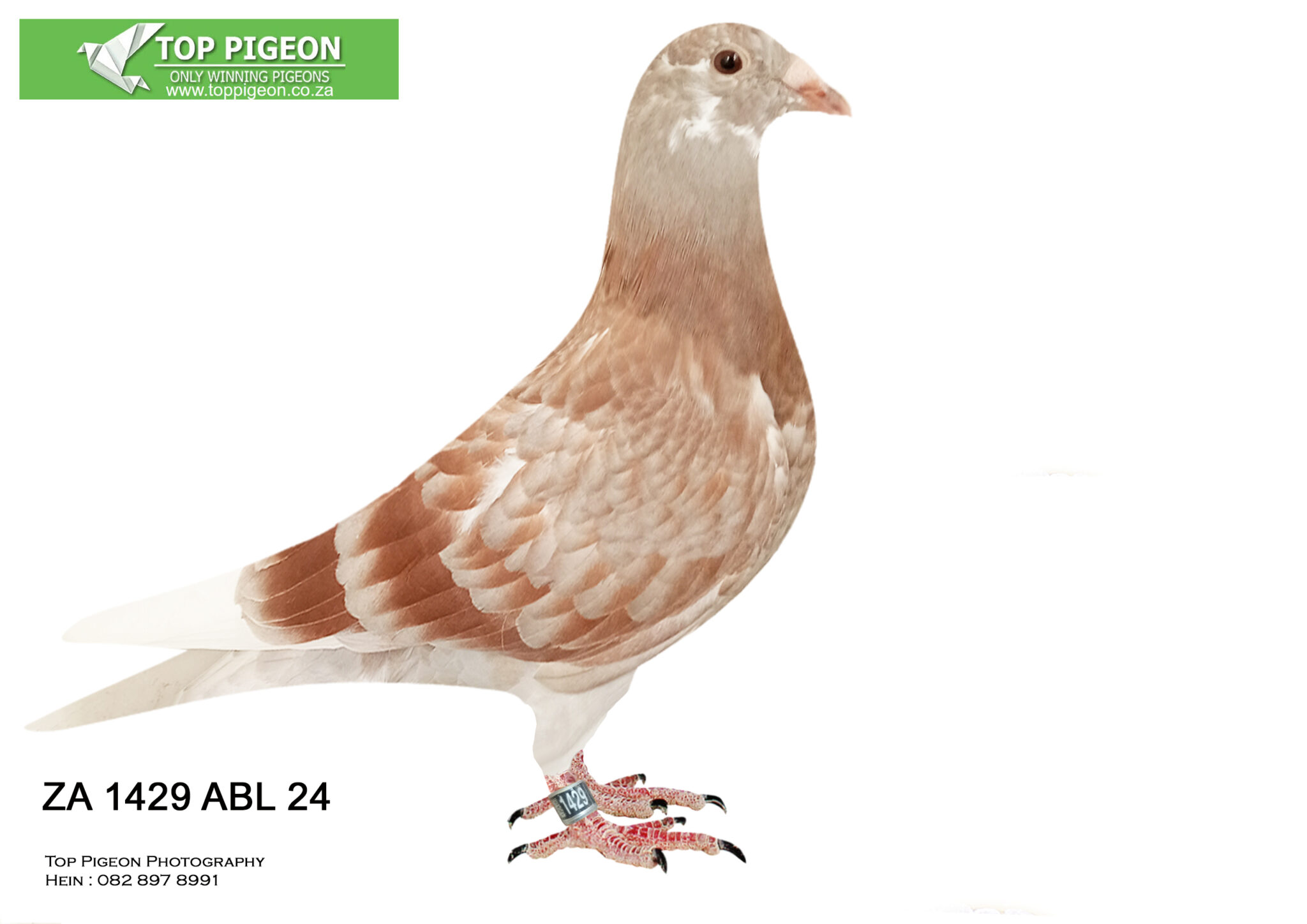 .LOT 4 – ALWYN BESTER – ZA 24 ABL 1429 MEALY——Bred from a half brother ...