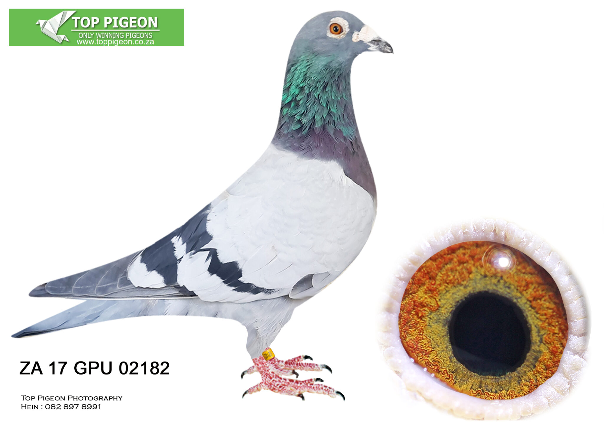 LOT 35 WITPEN HOKKE ZA 17 GPU 02182 -The full brother of (Witpen 4) the 2nd Ace at Dinokeng and ...